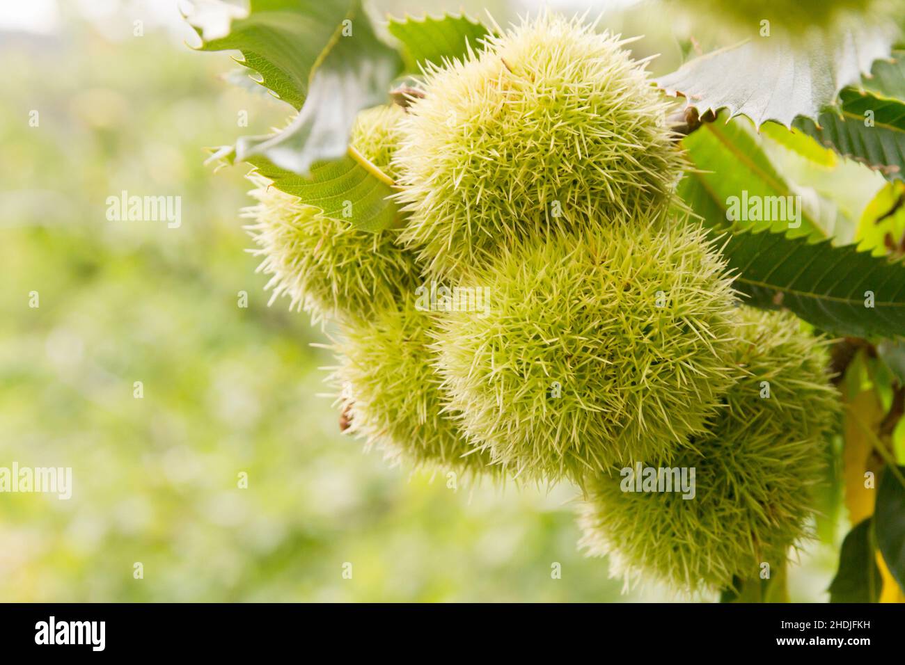 Chestnut heads hi-res stock photography and images - Alamy
