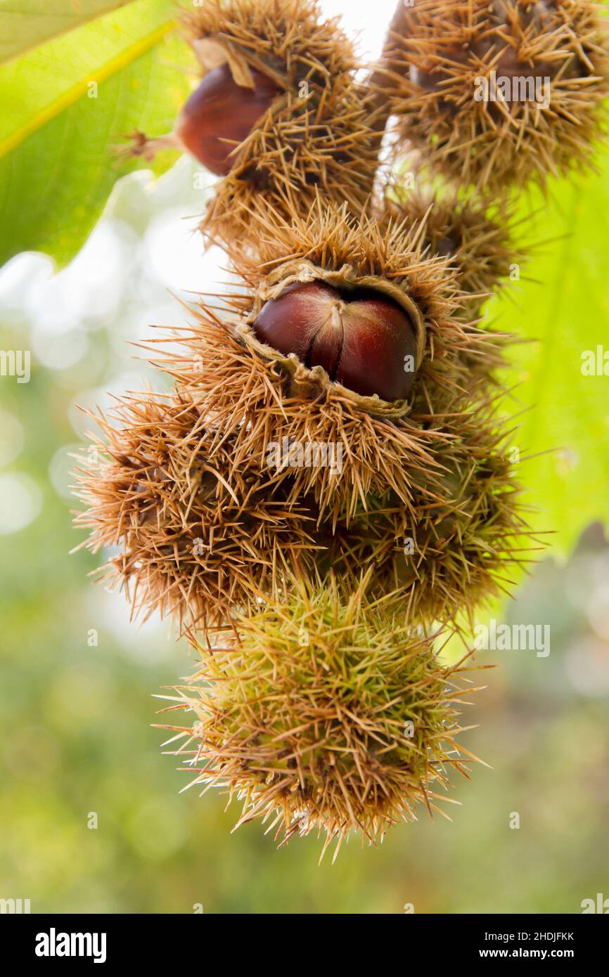 Beech nuts and shells hi-res stock photography and images - Alamy