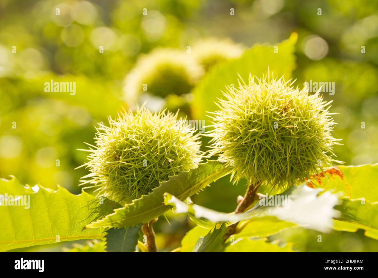 Chestnut heads hi-res stock photography and images - Alamy