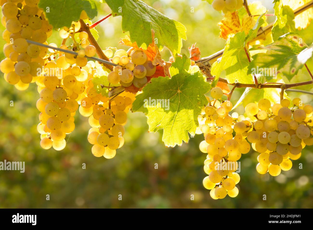 Back grapes hi-res stock photography and images - Alamy