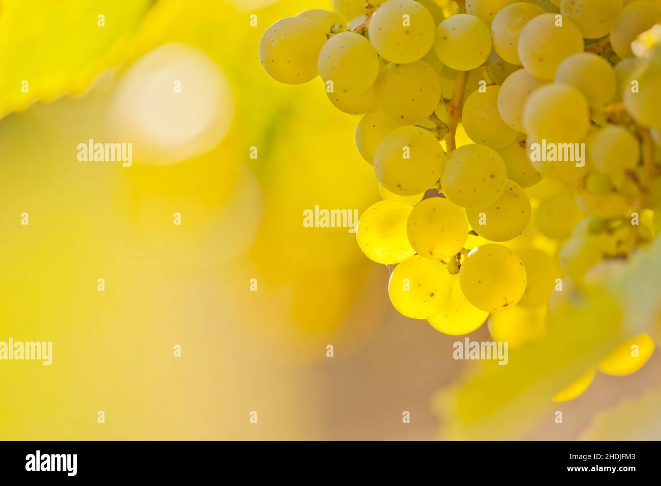 backlighting, grapes, back lit, grape Stock Photo - Alamy