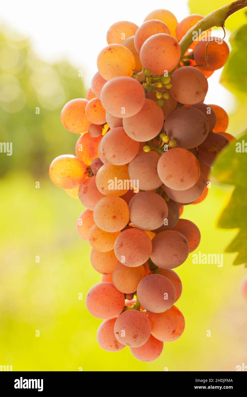 Reds fruits hi-res stock photography and images - Alamy