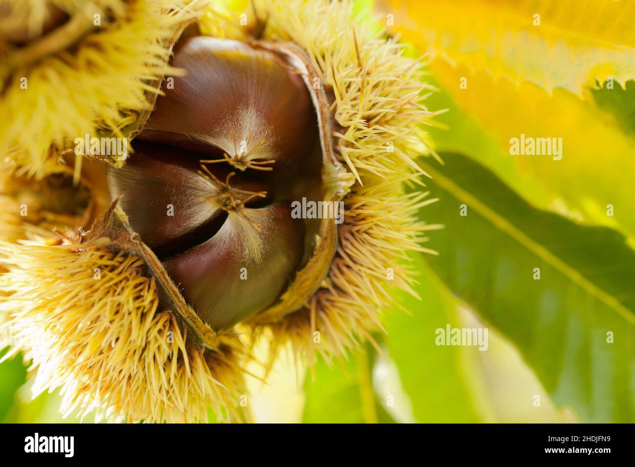 Chestnut heads hi-res stock photography and images - Alamy