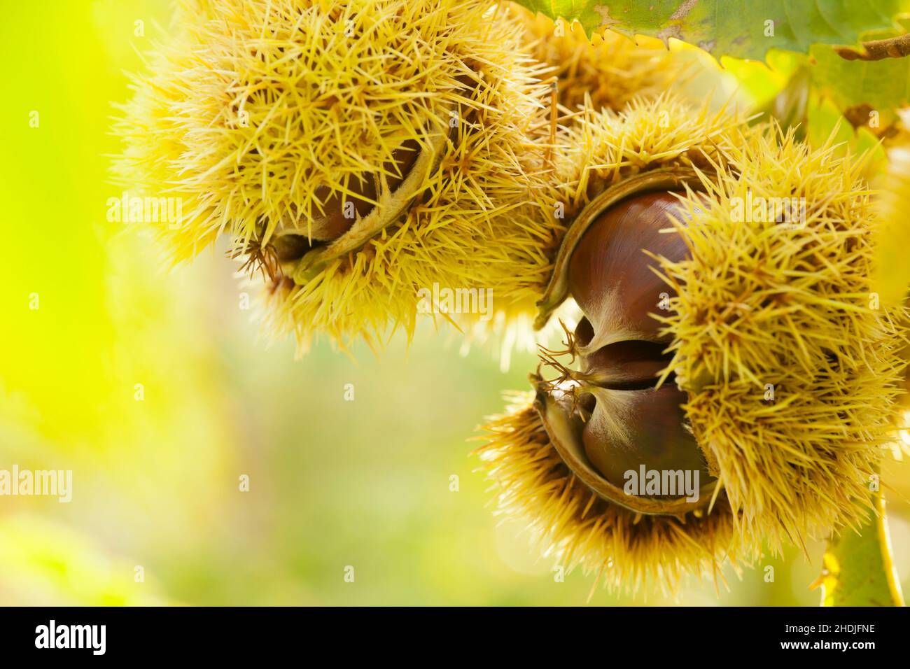 Beech nuts and shells hi-res stock photography and images - Alamy