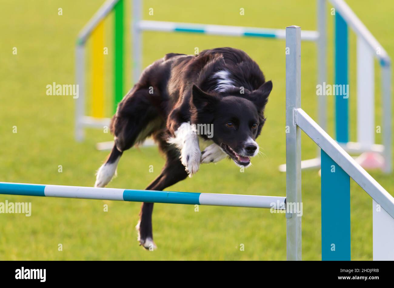 jump, dog sport, border collie, jumper, jumping, dog Stock Photo - Alamy
