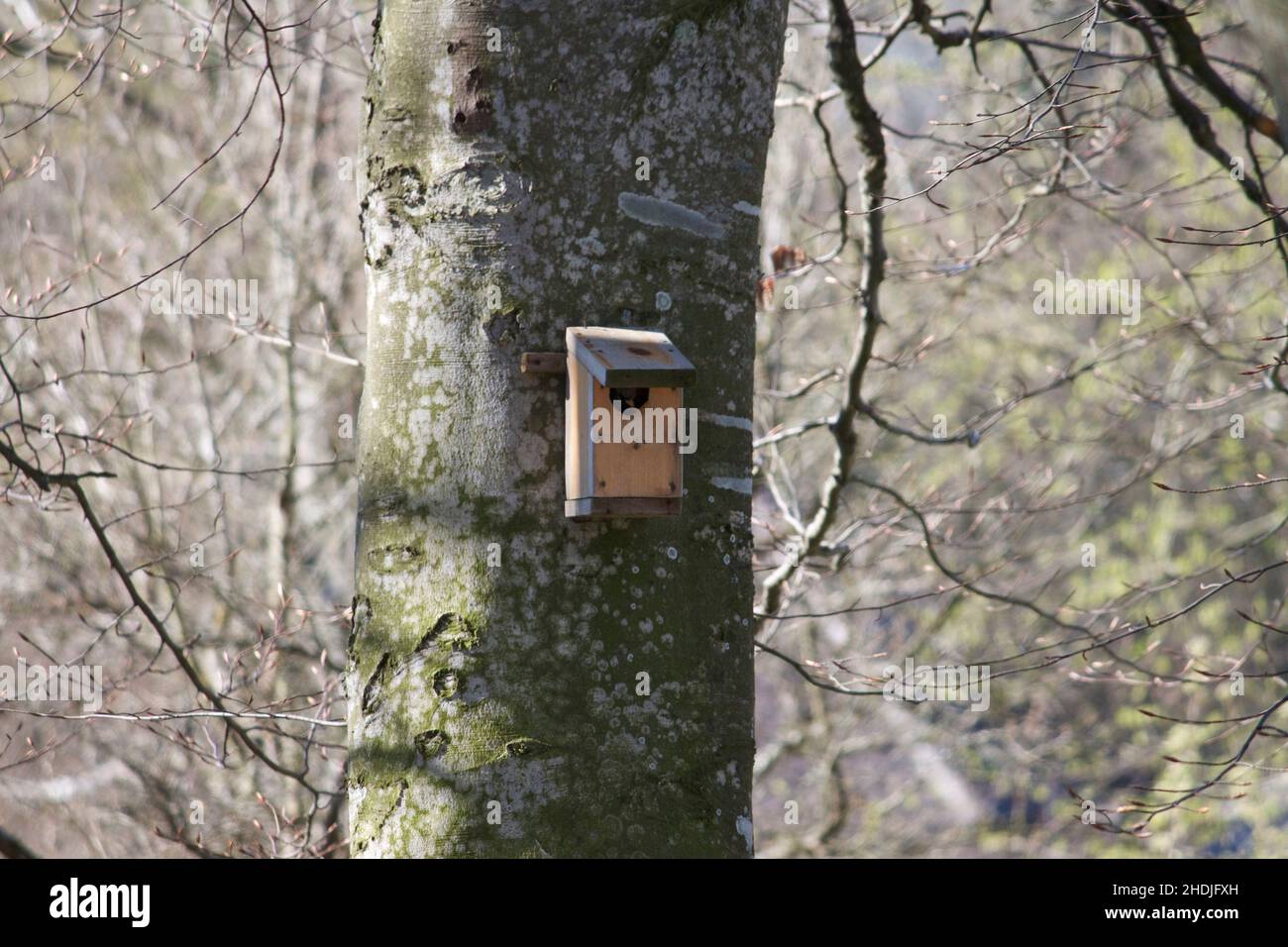 bird house, blackbird, nesting box, bird houses, blackbirds, nesting ...