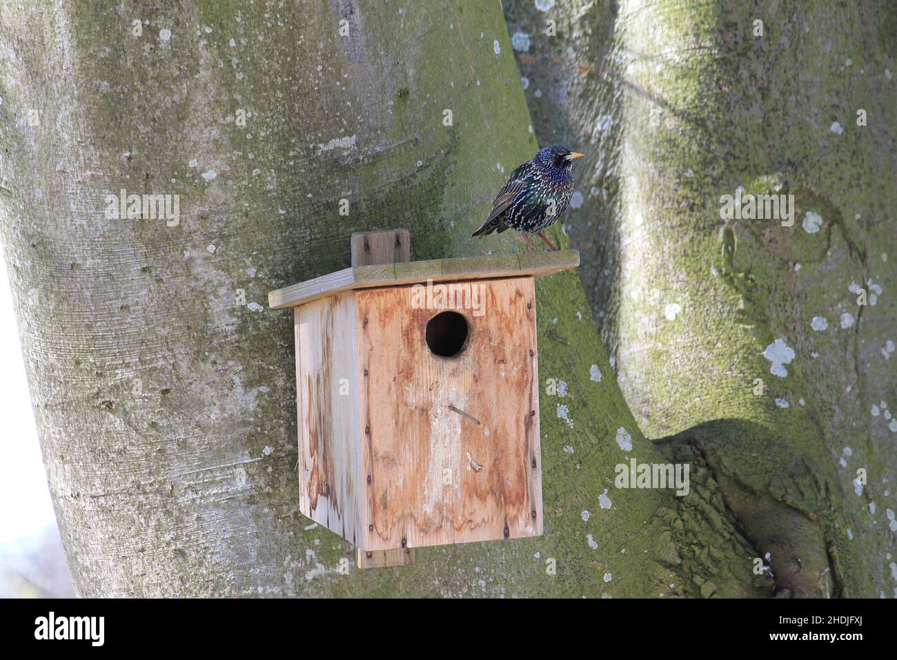 bird house, blackbird, nesting box, bird houses, blackbirds, nesting ...