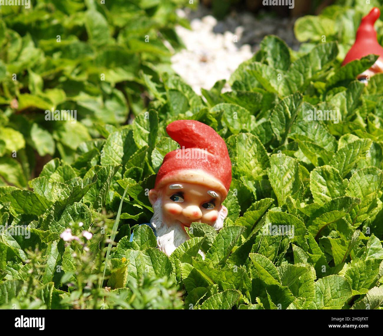 garden gnome, garden gnomes Stock Photo - Alamy