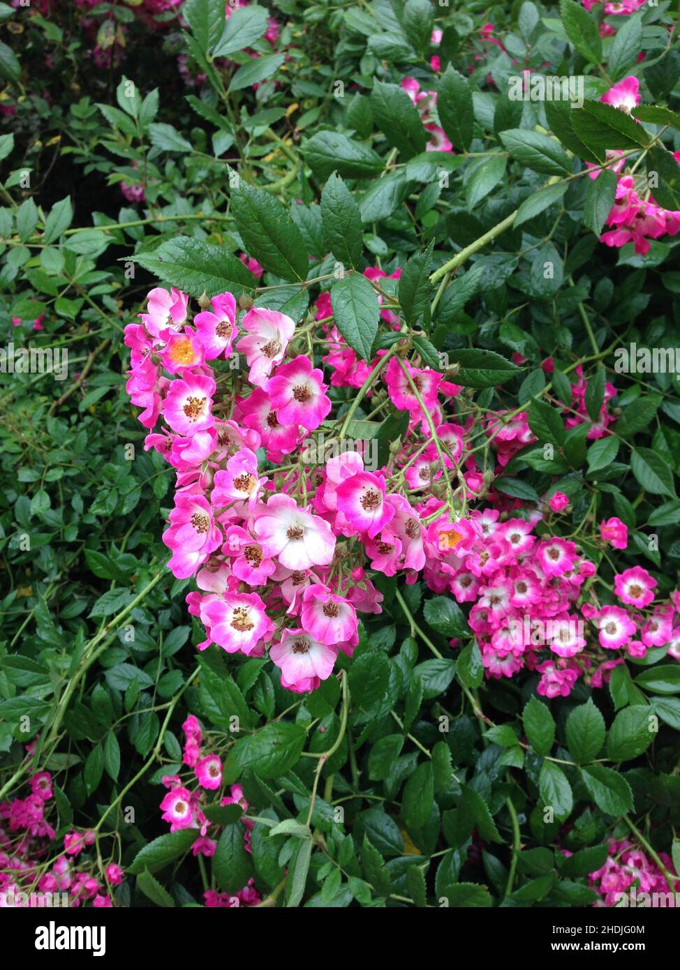bush rose, rose shrub, bush roses, rose shrubs Stock Photo - Alamy