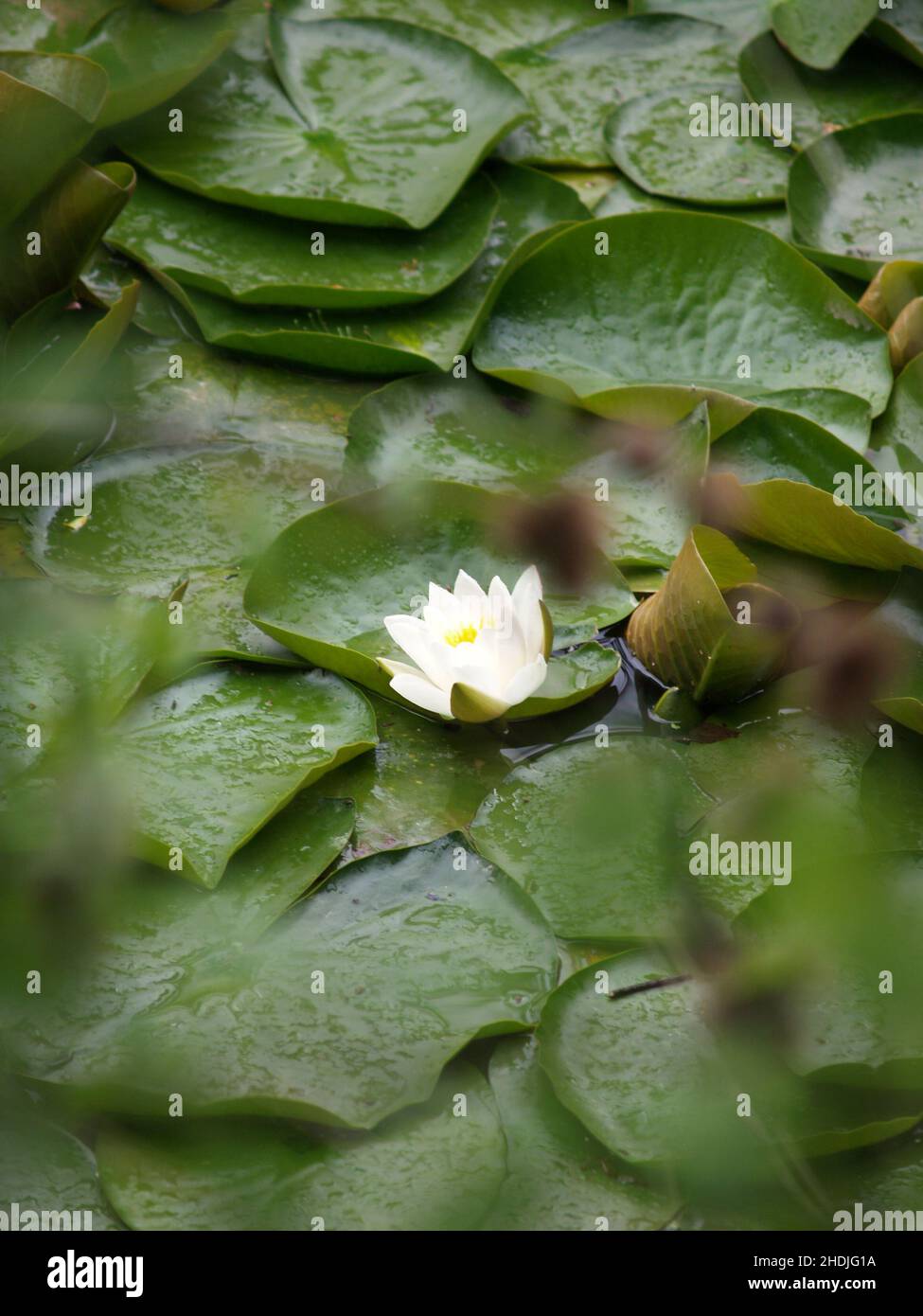 water lily, lily pond, water lilies, waterlilie, waterlilies, lily ...