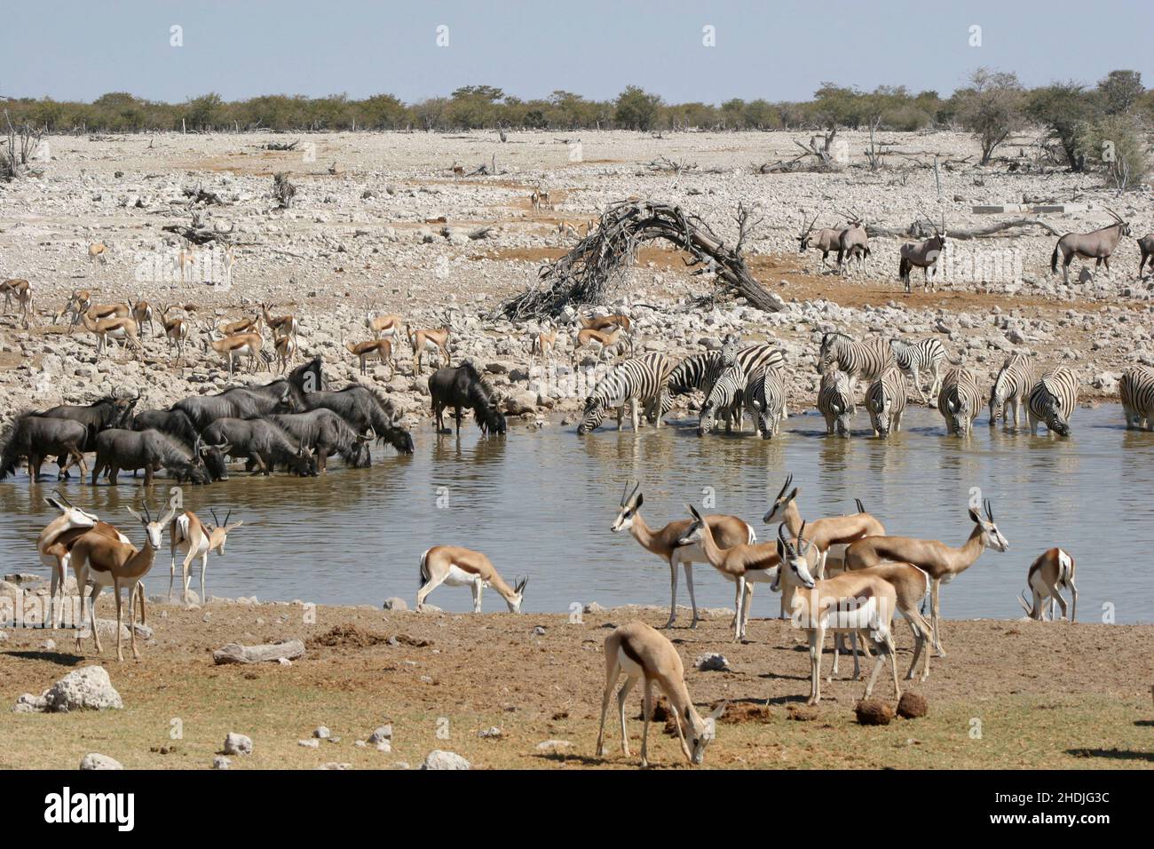 drinking, waterhole, etosha national park, wildlife, to drink ... drinking, waterhole, etosha national park, wildlife, to drink ...