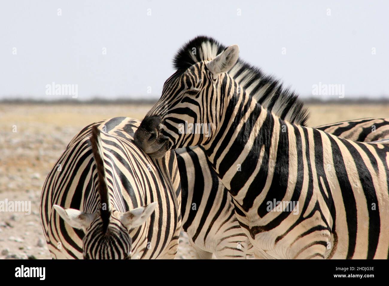 Zebra grooming hi-res stock photography and images - Alamy