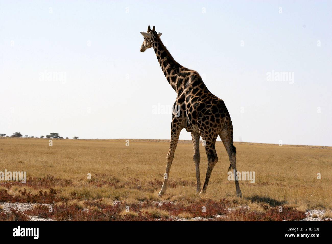 Giraffe from back hi-res stock photography and images - Alamy