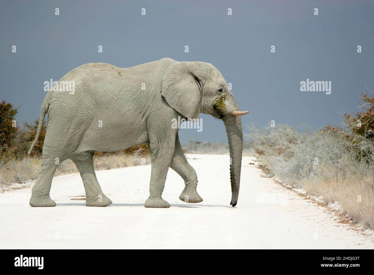 elephant, namib desert, elephants, namib deserts Stock Photo - Alamy