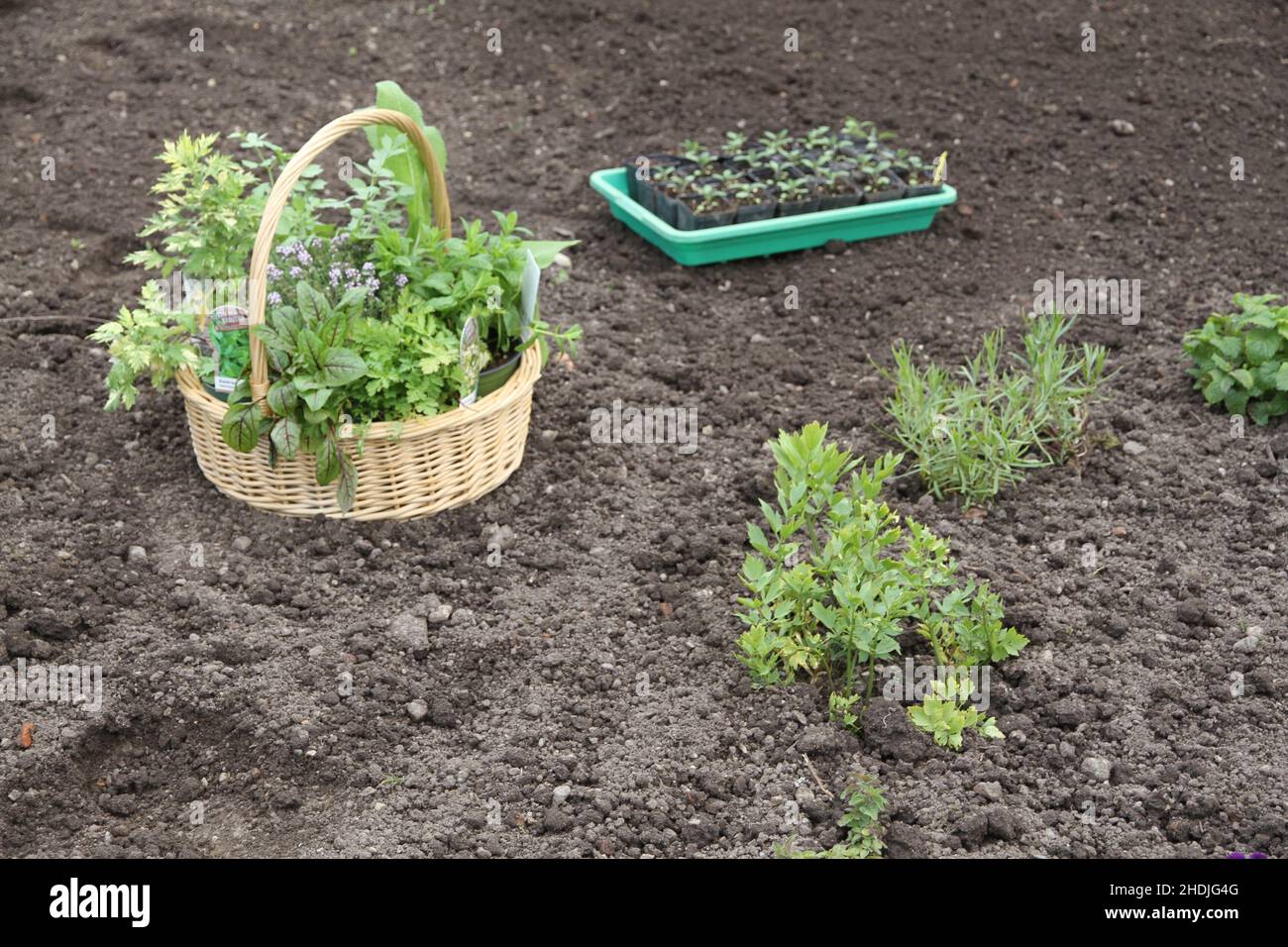 garden, gardening, garden herbage, culinary herbs, herb garden, gardens ...