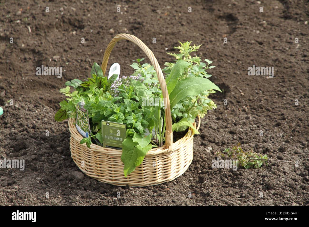 garden, gardening, garden herbage, culinary herbs, gardens, plant care ...