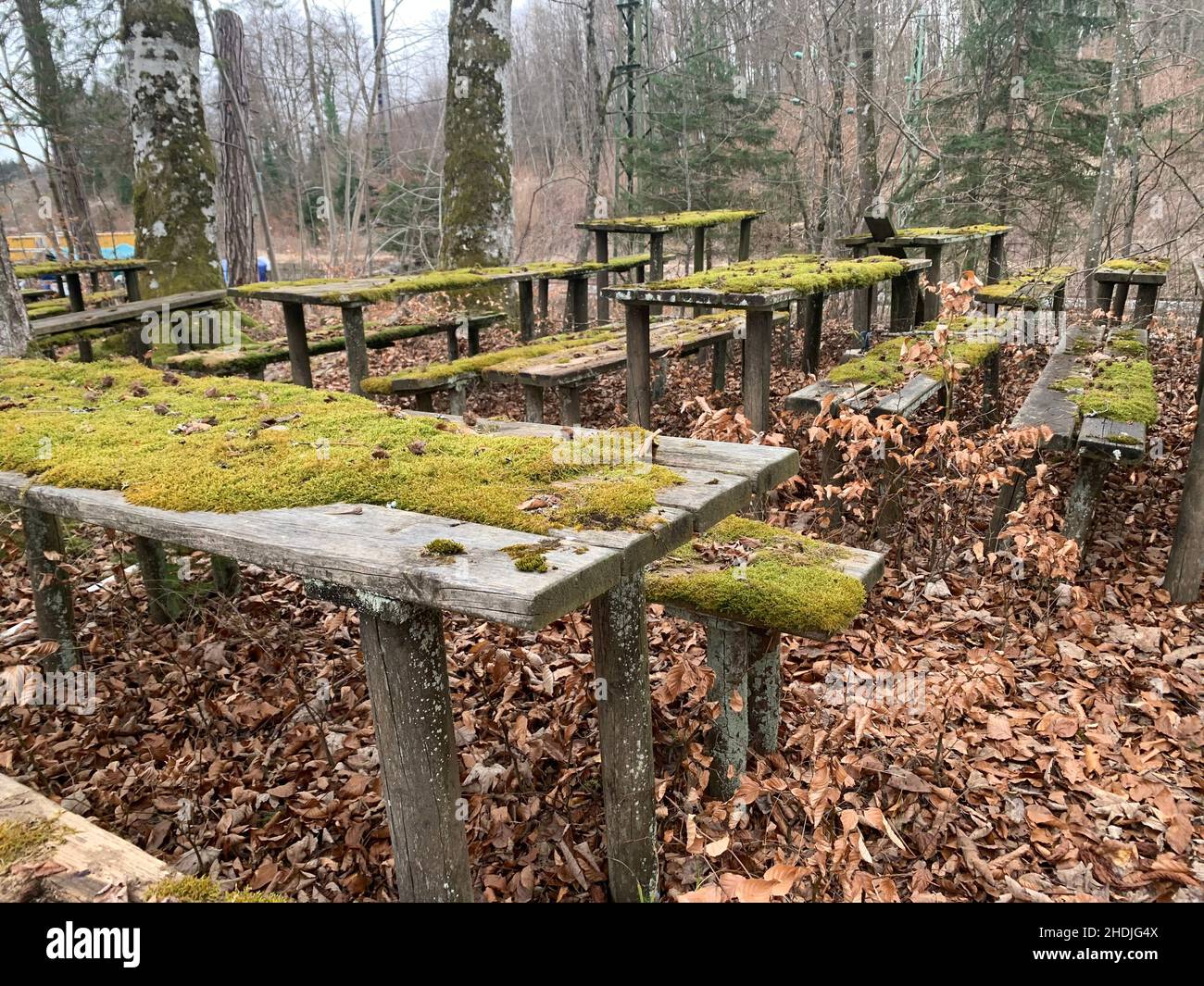 moss, withered, tables, mosses, withereds, table Stock Photo - Alamy