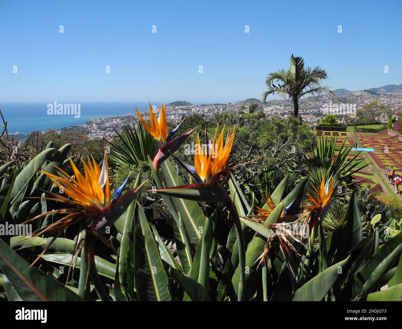 bird of paradise, bird of paradises Stock Photo - Alamy