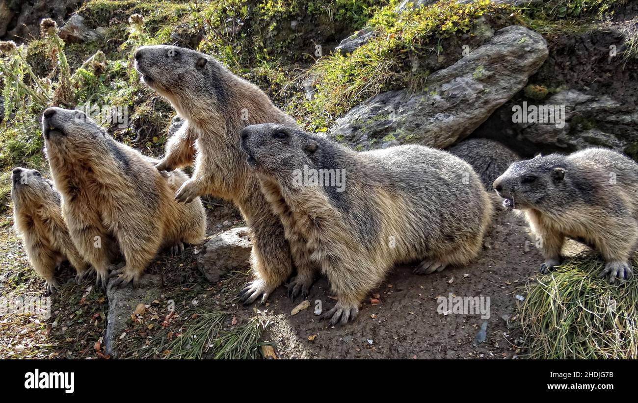 Woodchucks hi-res stock photography and images - Alamy