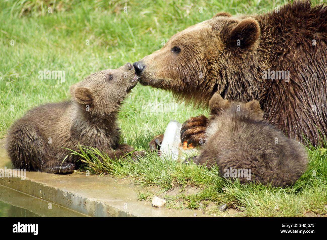 Bears family hi-res stock photography and images - Alamy