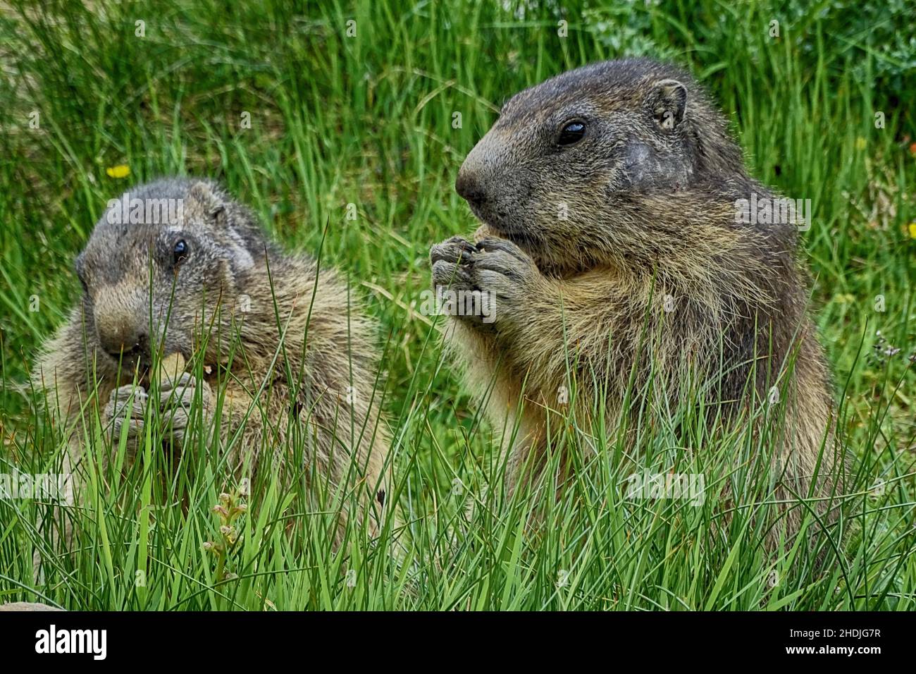 Woodchuck eating hi-res stock photography and images - Alamy