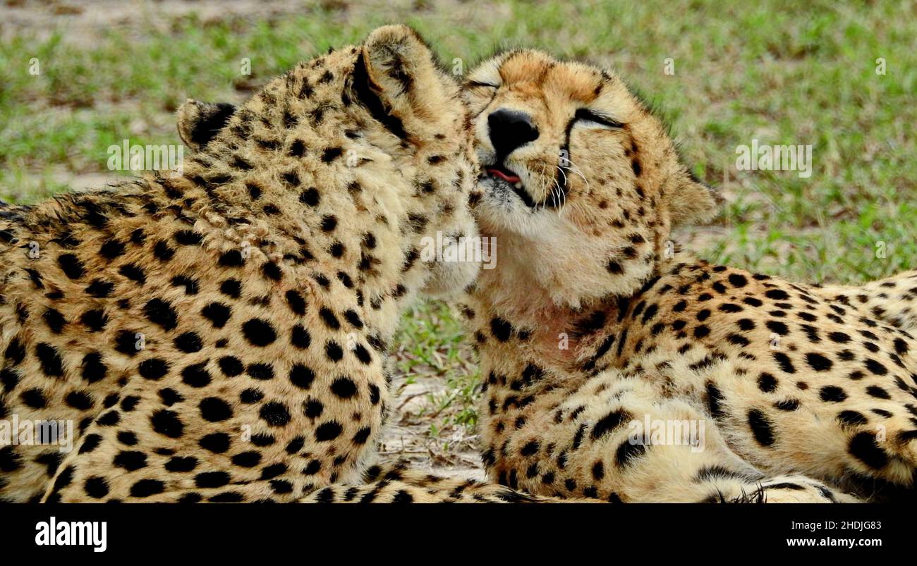 cheetah, grooming, cheetahs Stock Photo - Alamy