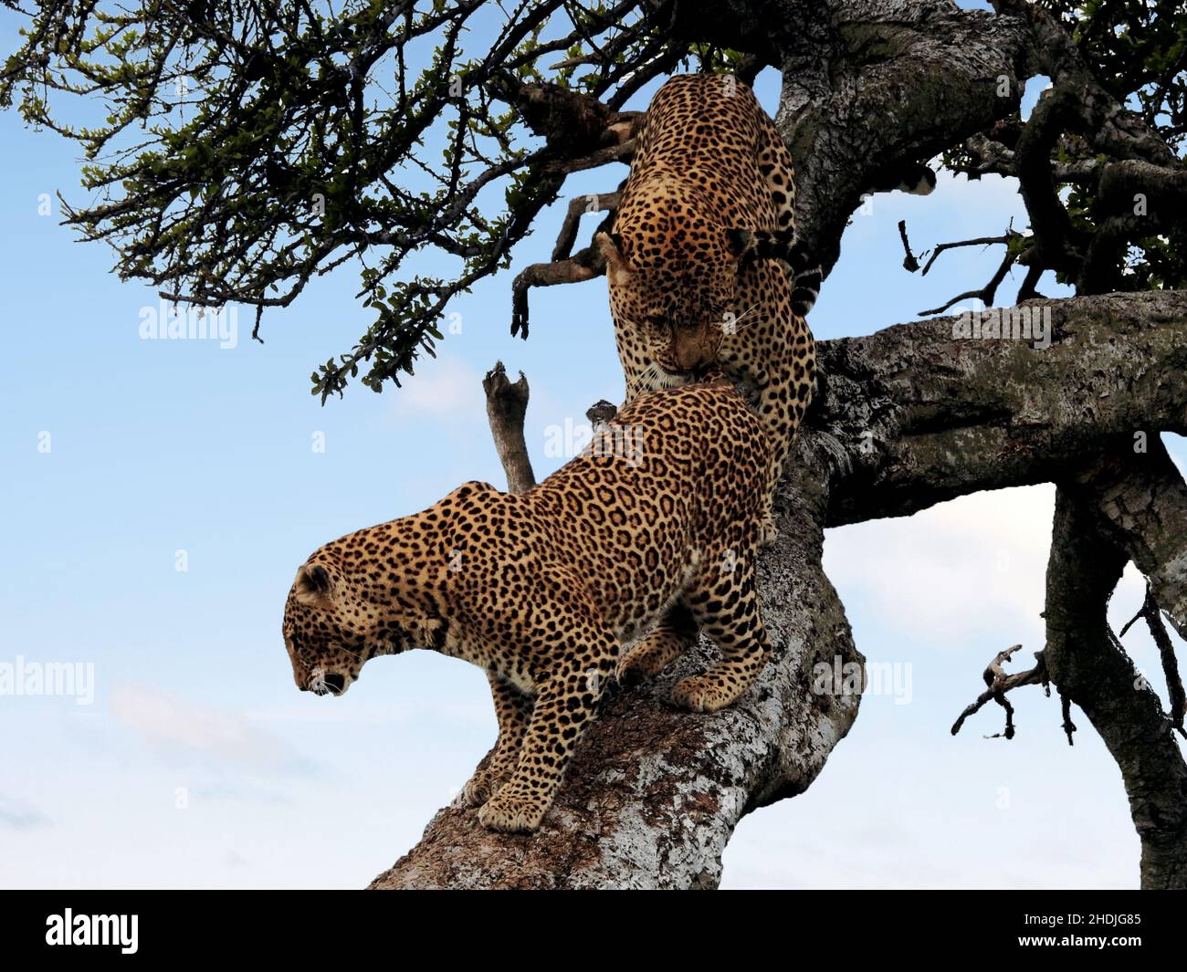 leopard, display boards Stock Photo - Alamy