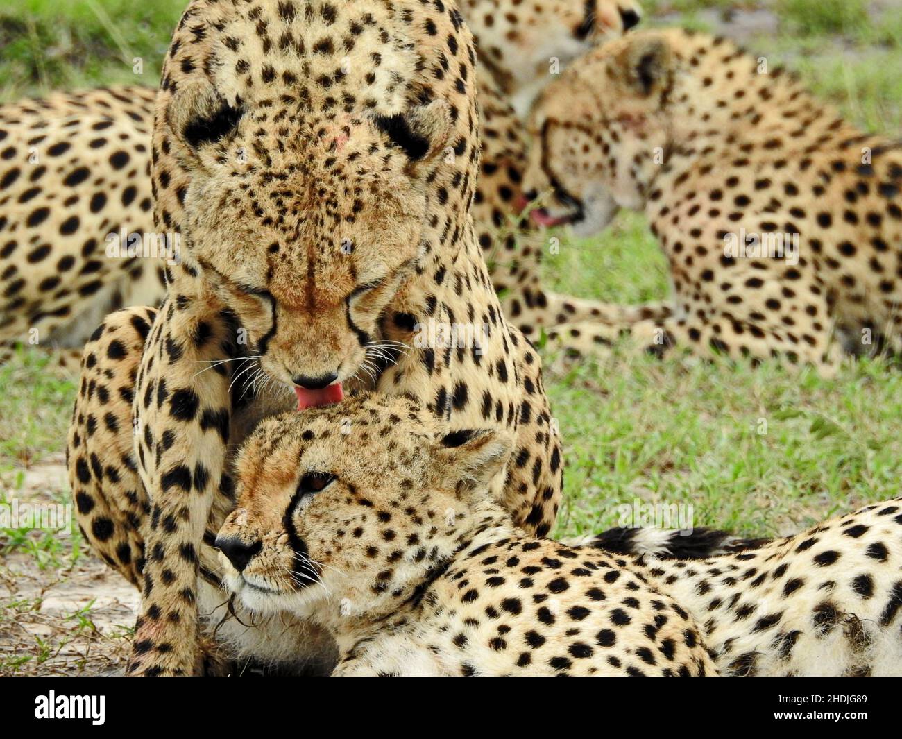 cheetah, grooming, cheetahs Stock Photo - Alamy