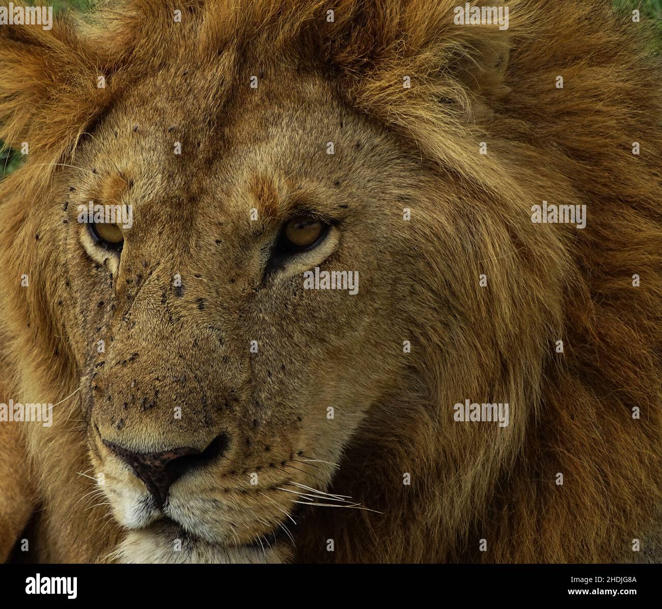 Lion an lions hi-res stock photography and images - Alamy