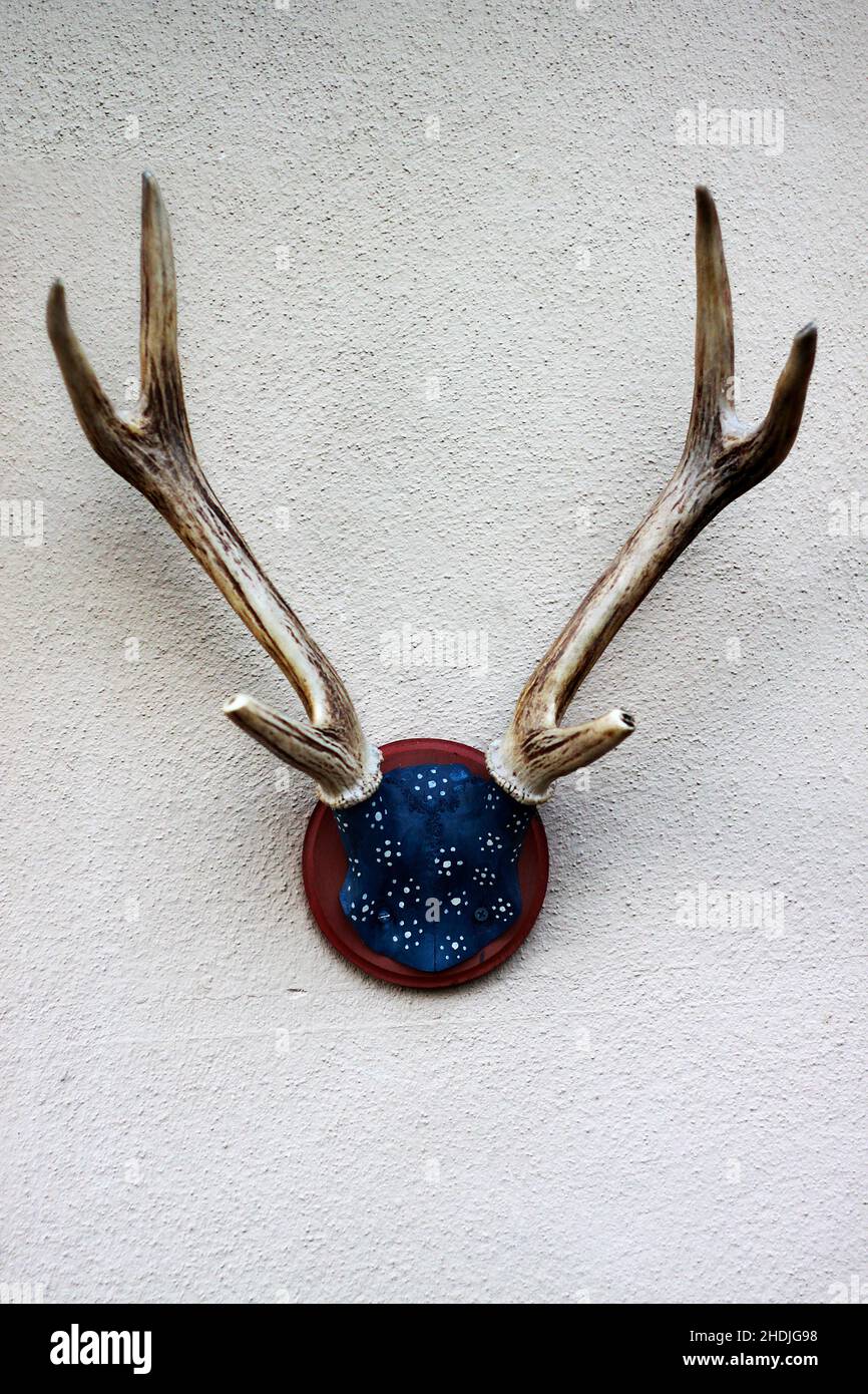 Antler facade hi-res stock photography and images - Alamy