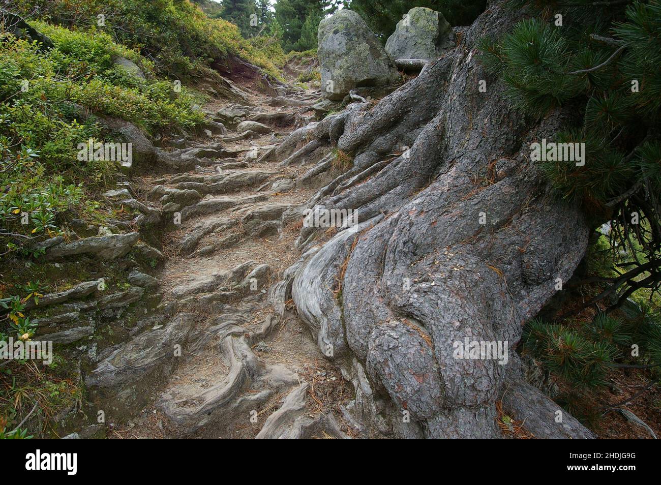 trail, root, trails, roots Stock Photo - Alamy