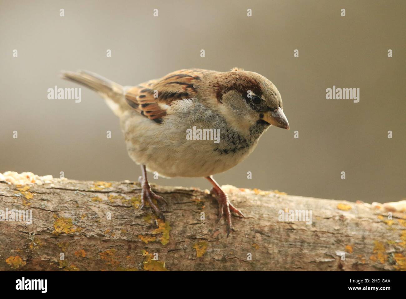 Mockingbird house hi-res stock photography and images - Alamy