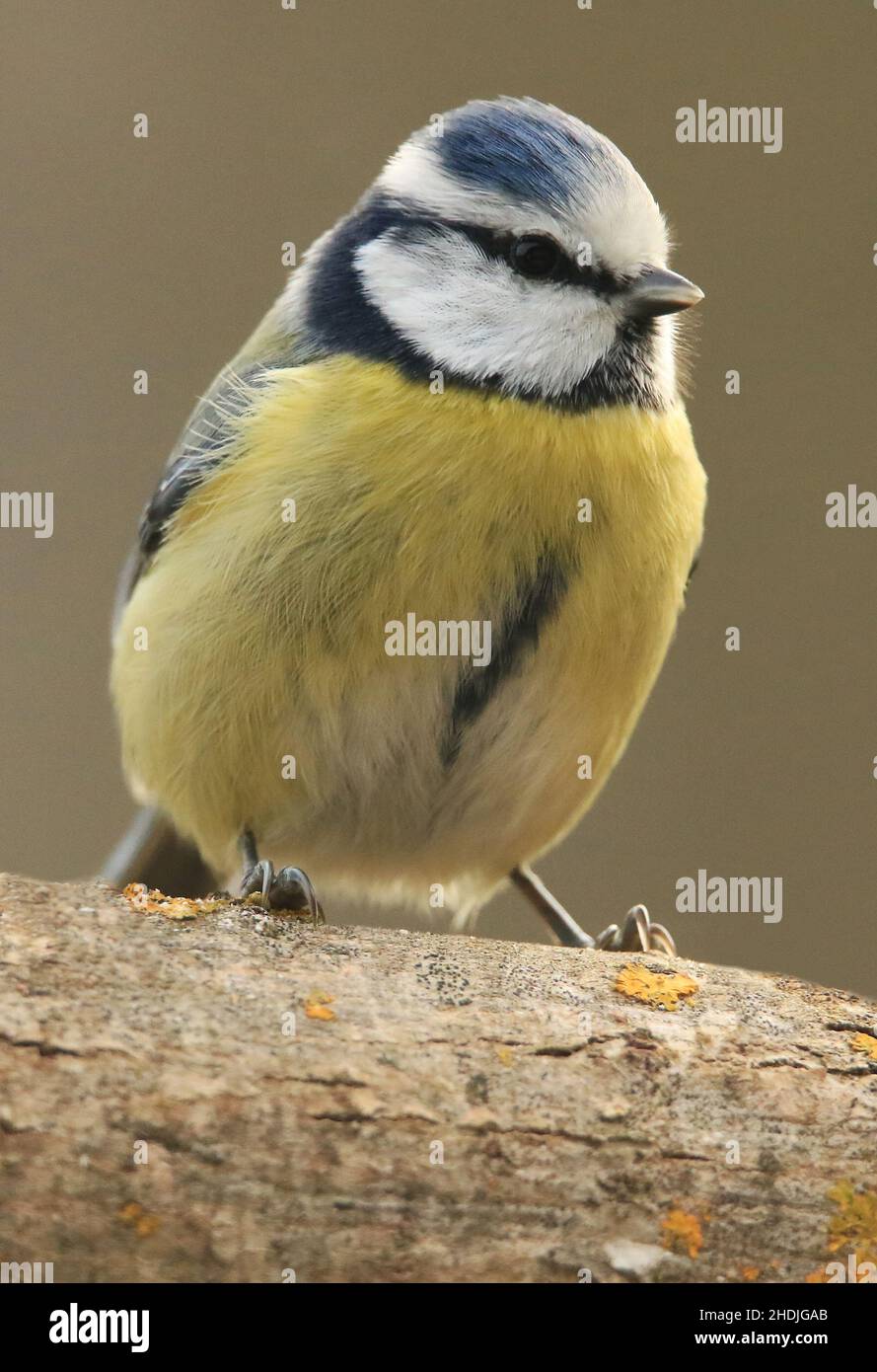 Tomtits hi-res stock photography and images - Alamy