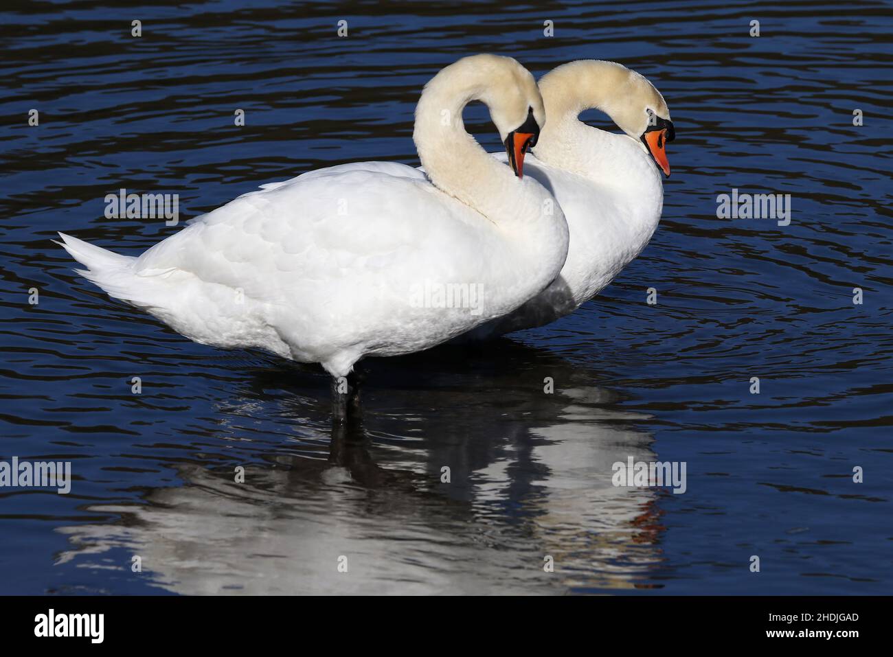 Side view of swan hi-res stock photography and images - Alamy