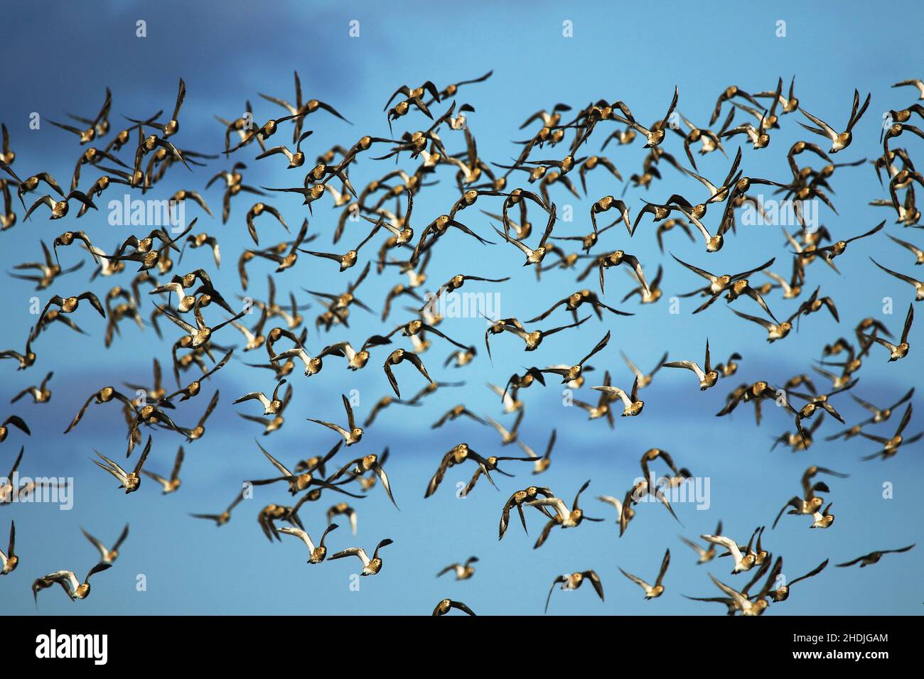 flight, swarm of birds, flights Stock Photo - Alamy
