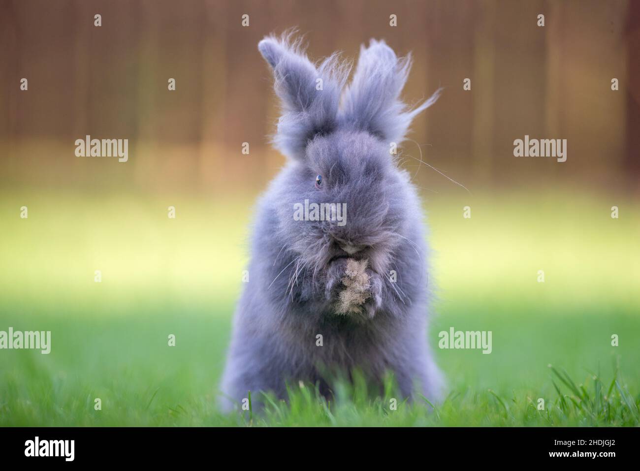Cute grey fluffy rabbit sitting on grass backyard Stock Photo - Alamy