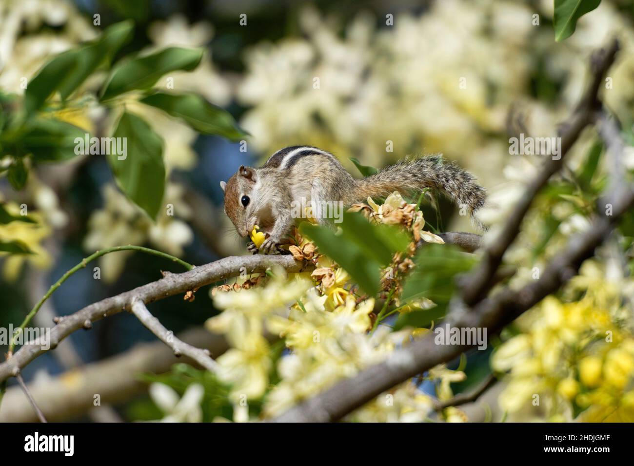 Asian chipmunk hi-res stock photography and images - Alamy