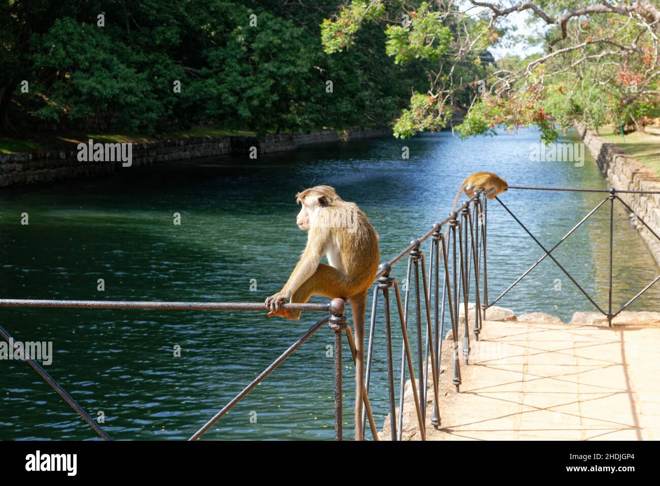 monkeys, sri lanka, monkey, primate, primates, sri lankas Stock Photo ...