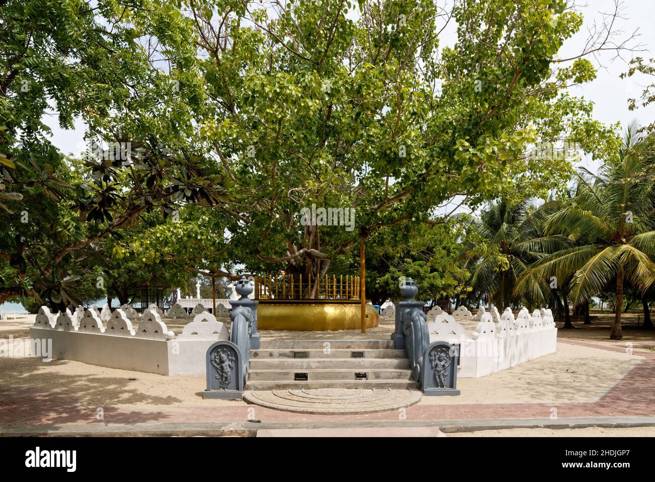 dambakola patuna sangamitta temple, bodhi tree Stock Photo - Alamy