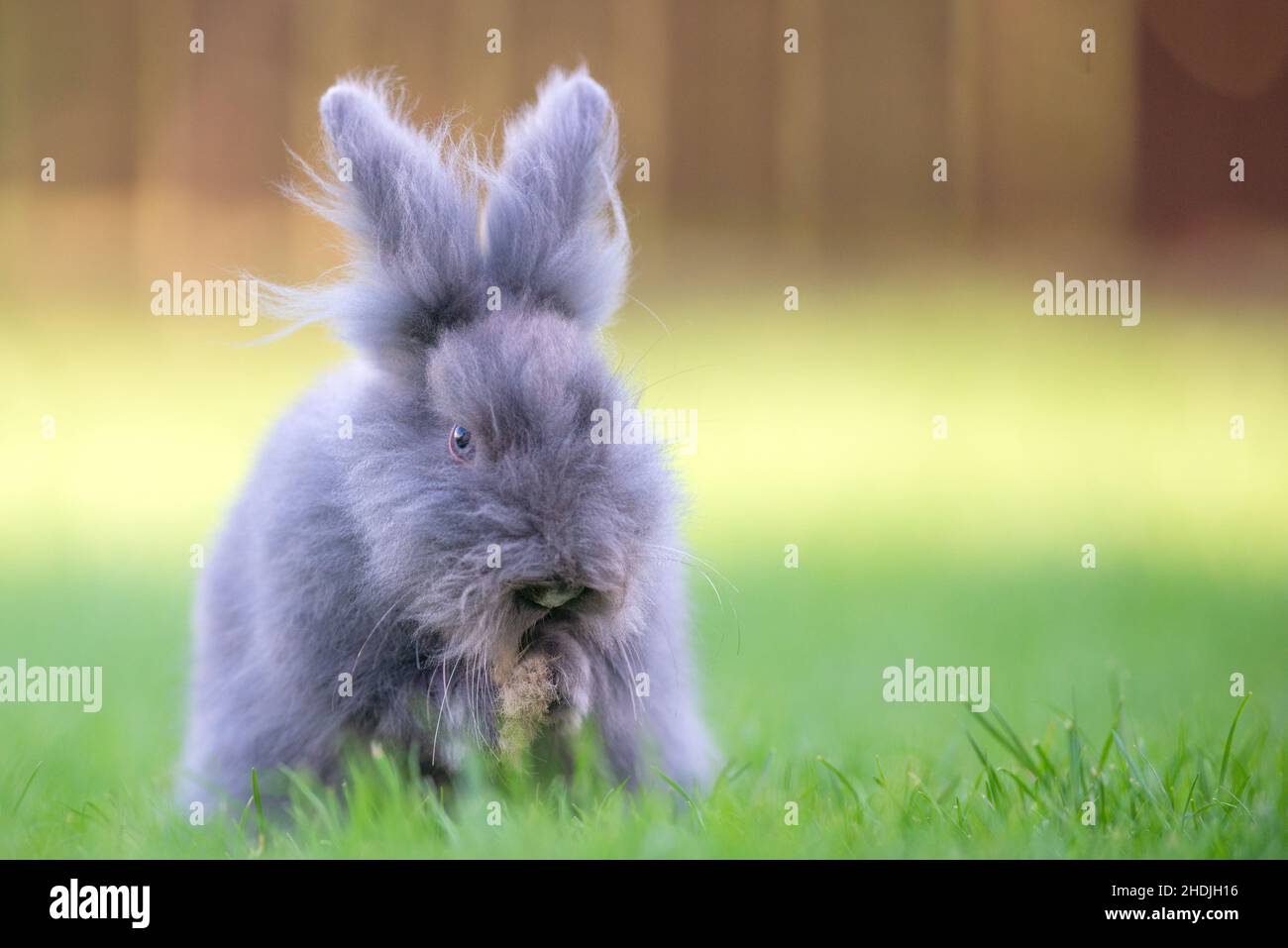 Cute grey fluffy rabbit sitting on grass backyard Stock Photo - Alamy