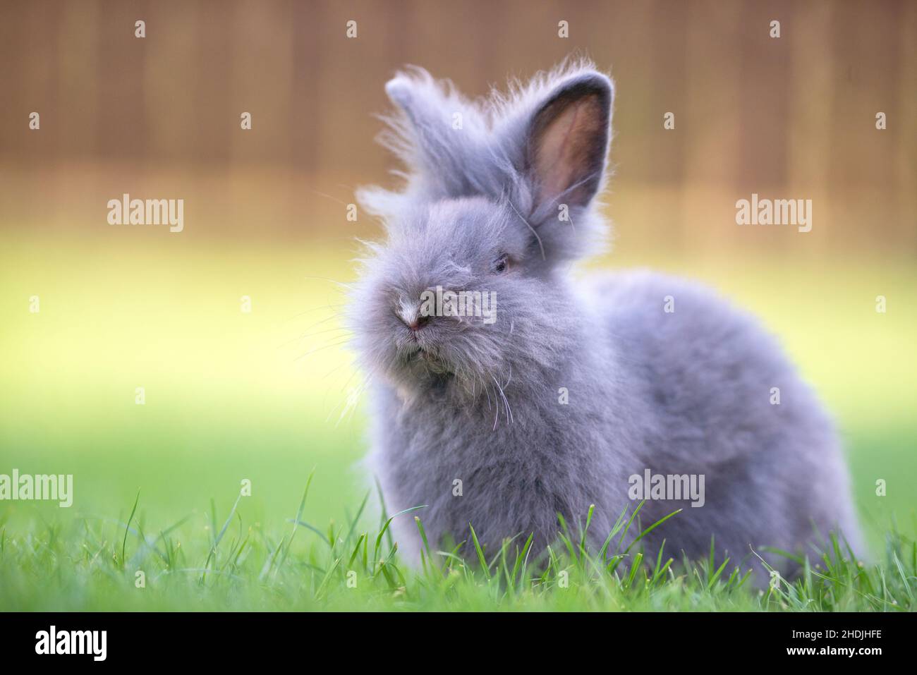 Cute grey fluffy rabbit sitting on grass backyard Stock Photo - Alamy