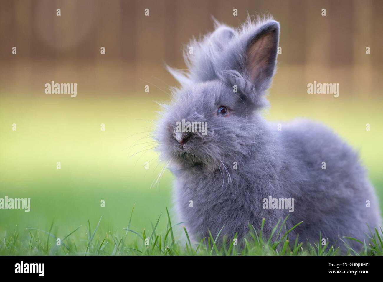 Cute grey fluffy rabbit sitting on grass backyard Stock Photo - Alamy