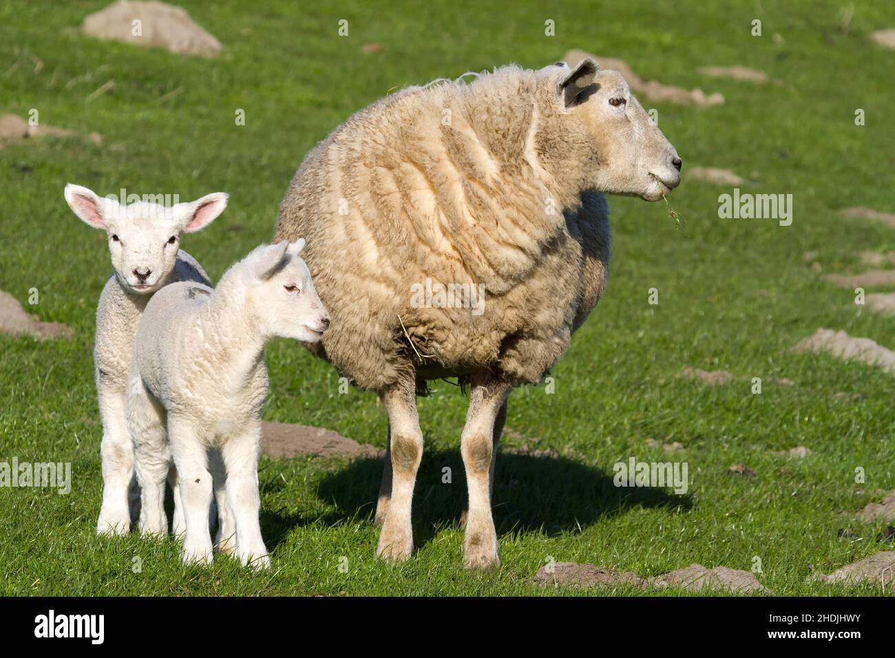 3 three sheep standing hi-res stock photography and images - Alamy