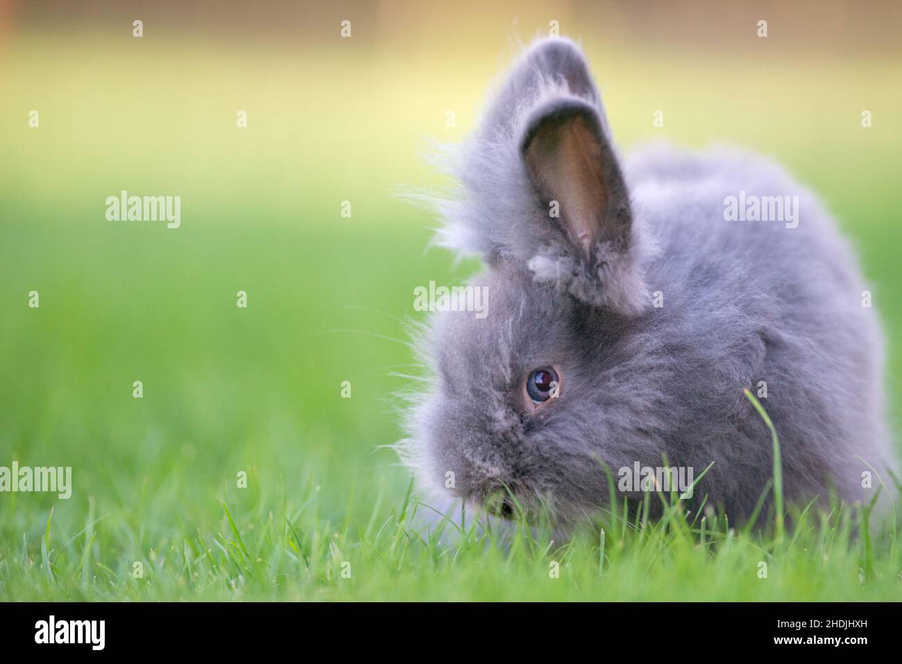 Cute grey fluffy rabbit sitting on grass backyard Stock Photo - Alamy