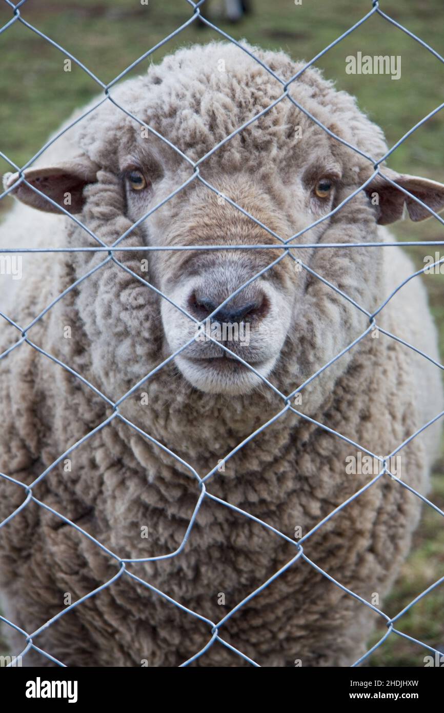 Vertical of a white sheep looking straight at the camera from behind a ...