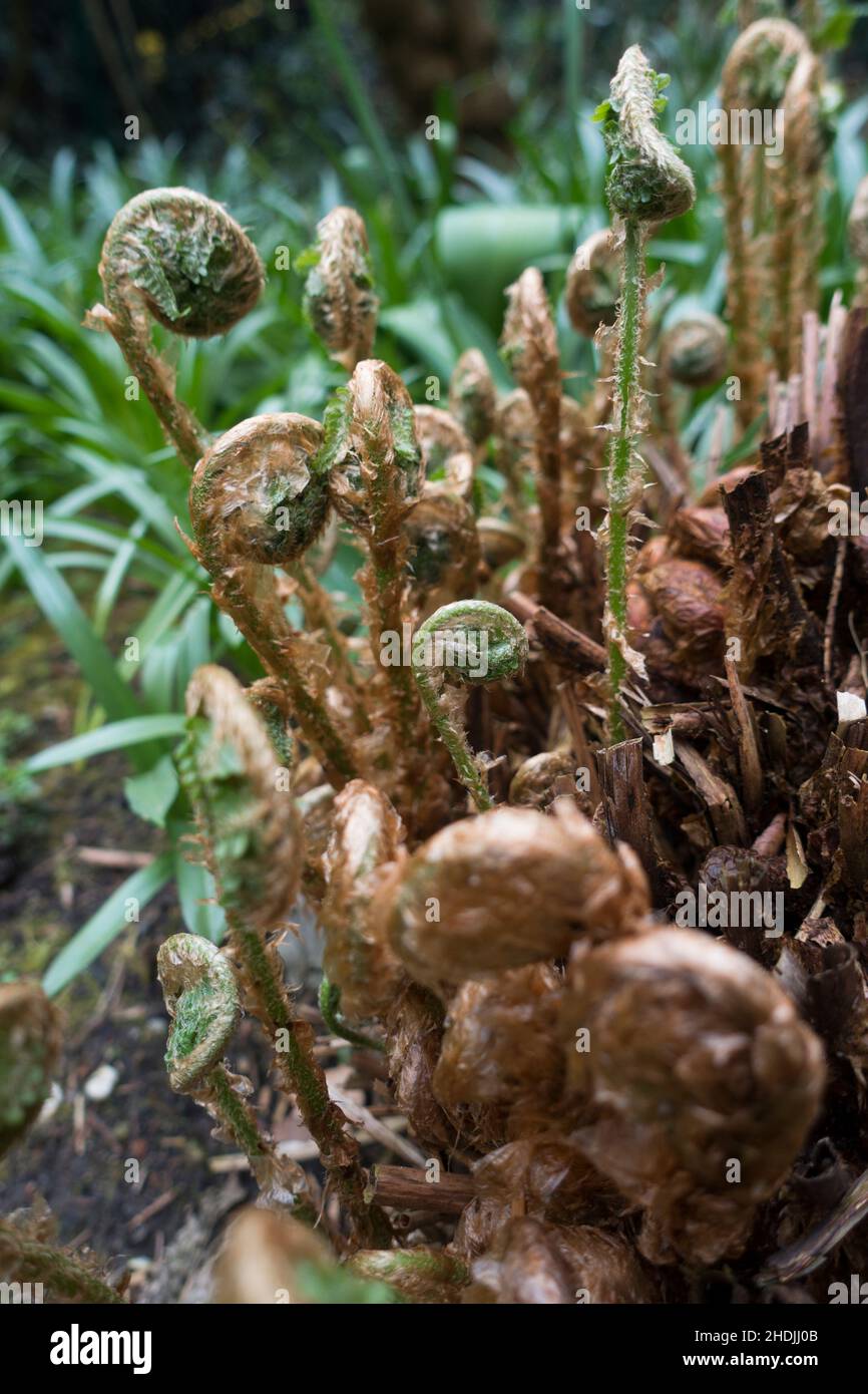 Ferns spirals hi-res stock photography and images - Alamy