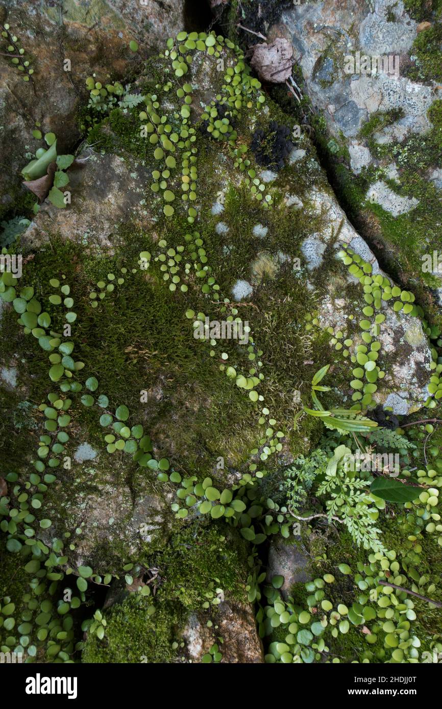 Mosses ferns and lichens hi-res stock photography and images - Alamy