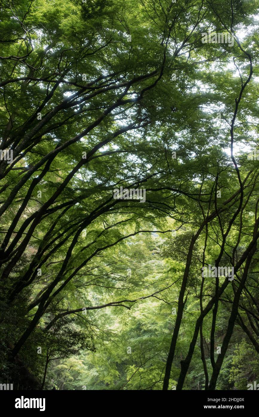 tree, forest, trees, forests, wood, woodland, woods Stock Photo - Alamy