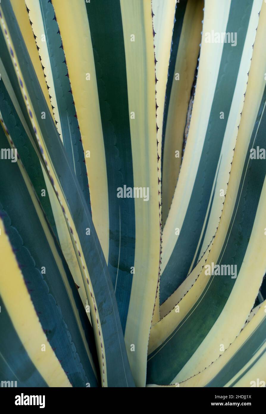 Strips hi-res stock photography and images - Alamy