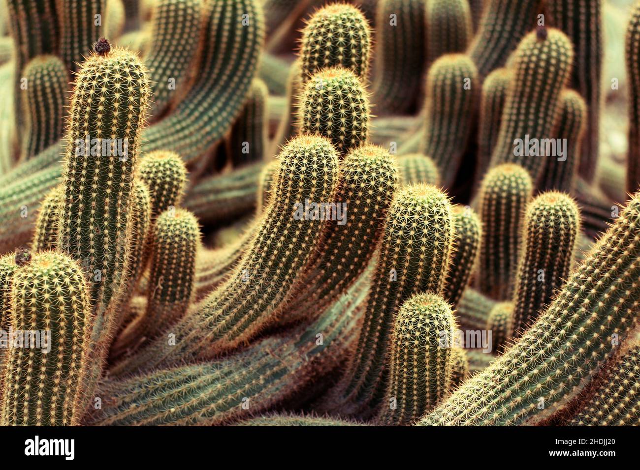 Cactis hi-res stock photography and images - Alamy